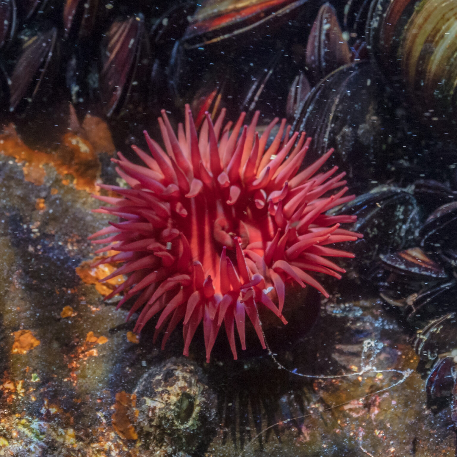 Beadlet Anemone, Plum Anemone, Red-Sea Anemone - Friends of Nature