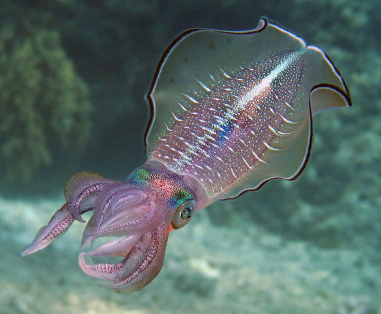 Big-fin Reef Squid - Friends of Nature